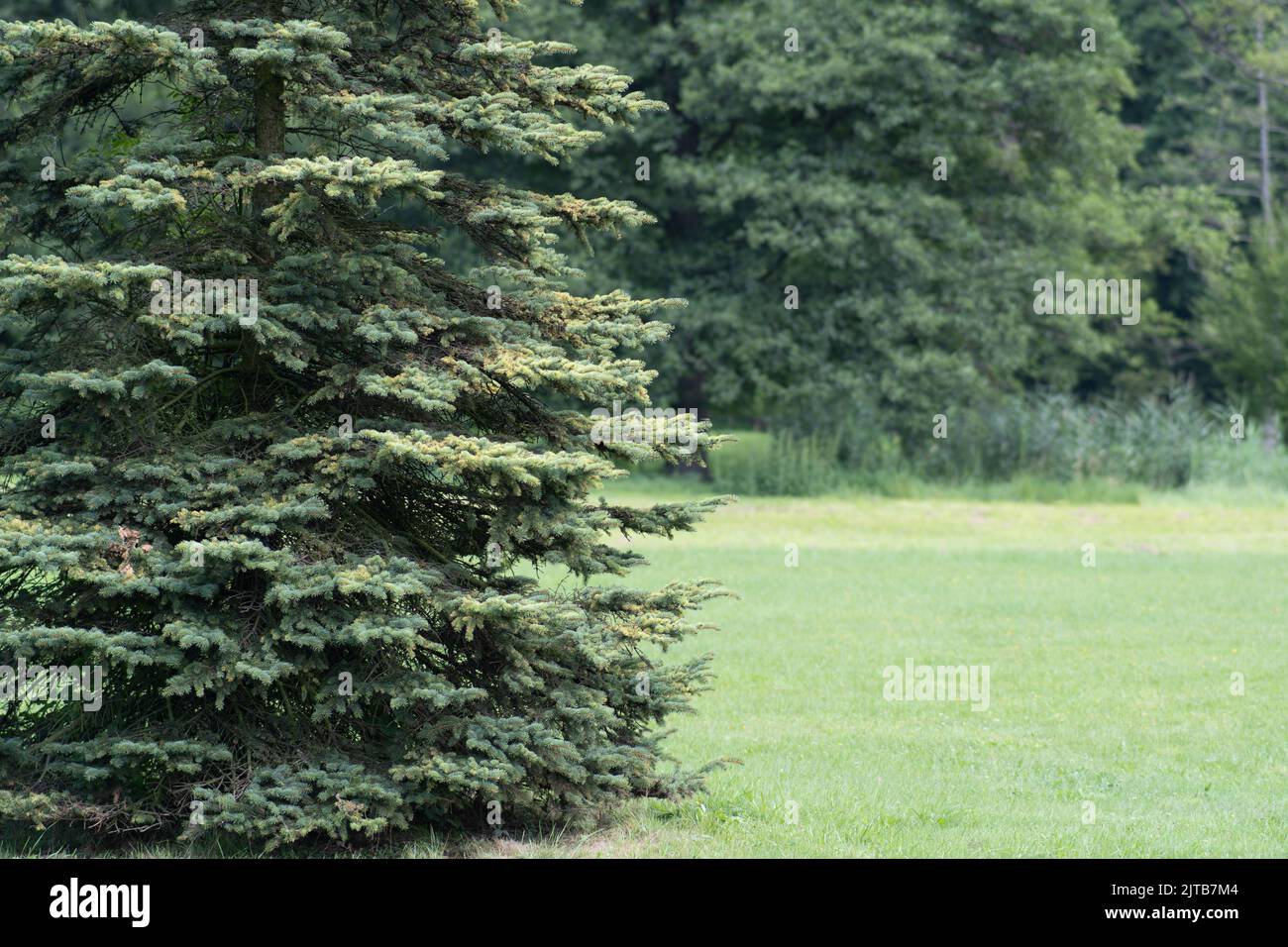 An evergreen pine tree growing in the green field Stock Photo - Alamy