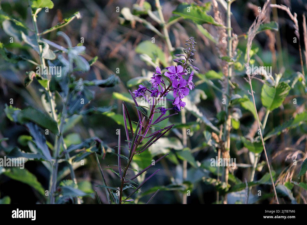 A fireweed plant growing in the field Stock Photo - Alamy