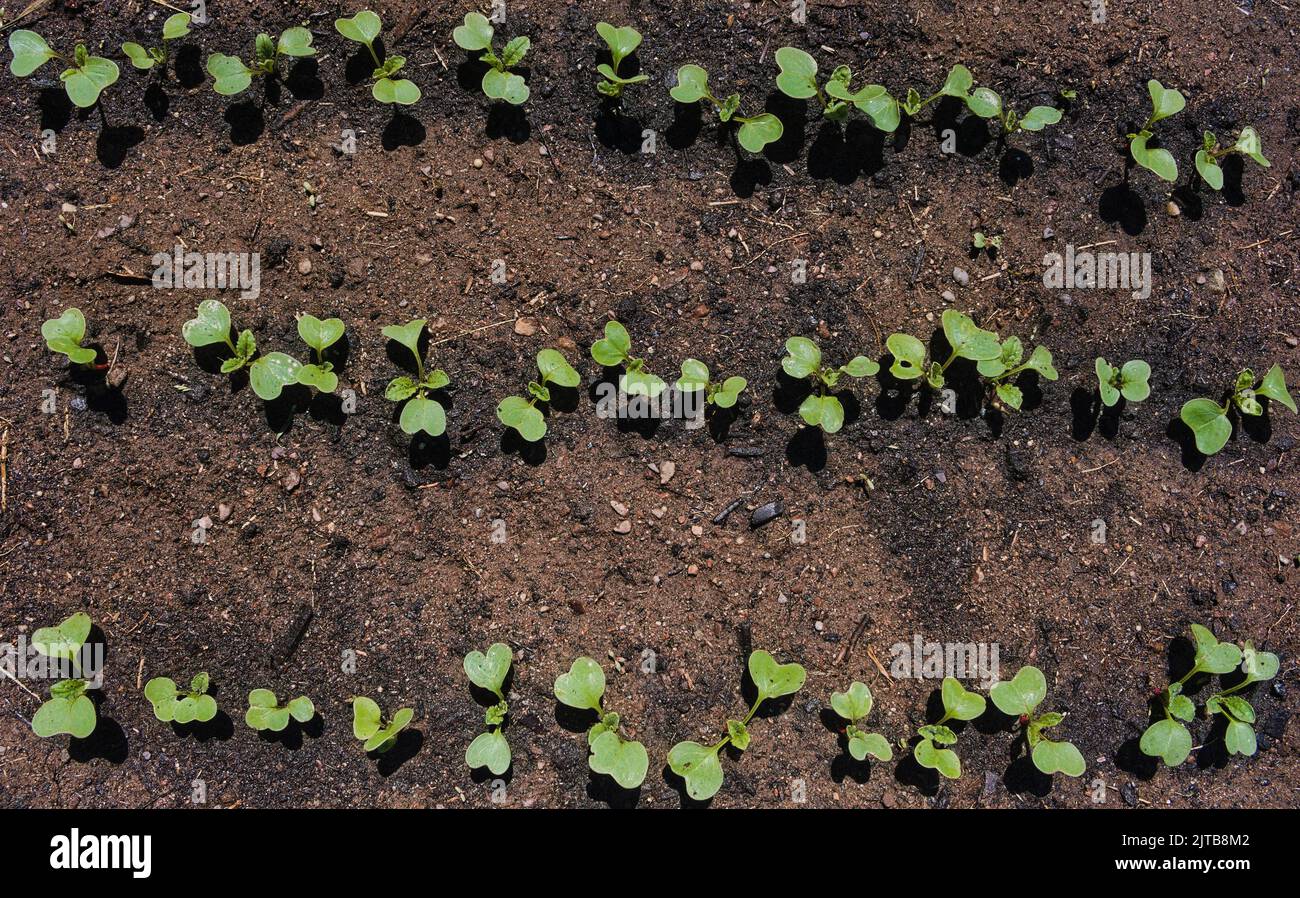 A top view of seedlings in the soil Stock Photo - Alamy