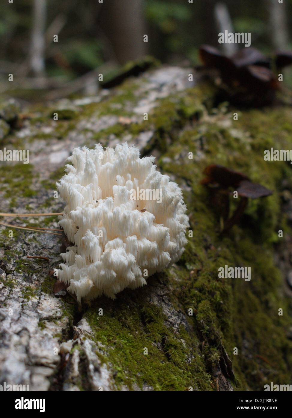 A vertical closeup shot of Coral tooth fungus on the tree bark with ...