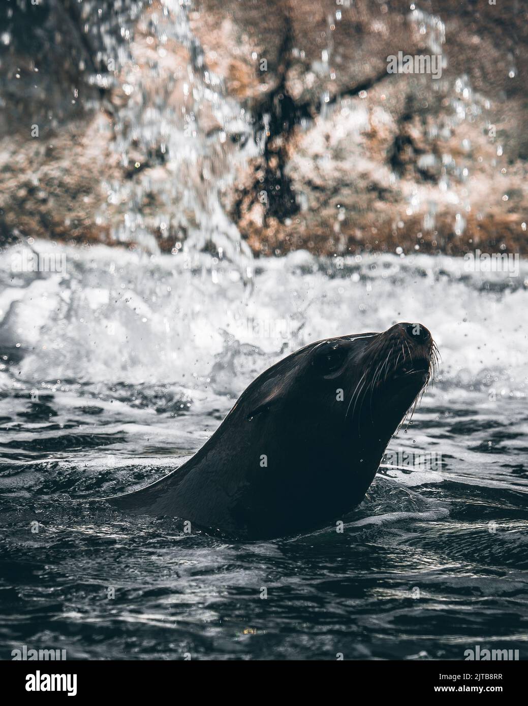 A vertical shot of a sea lion swimming in a pool Stock Photo - Alamy