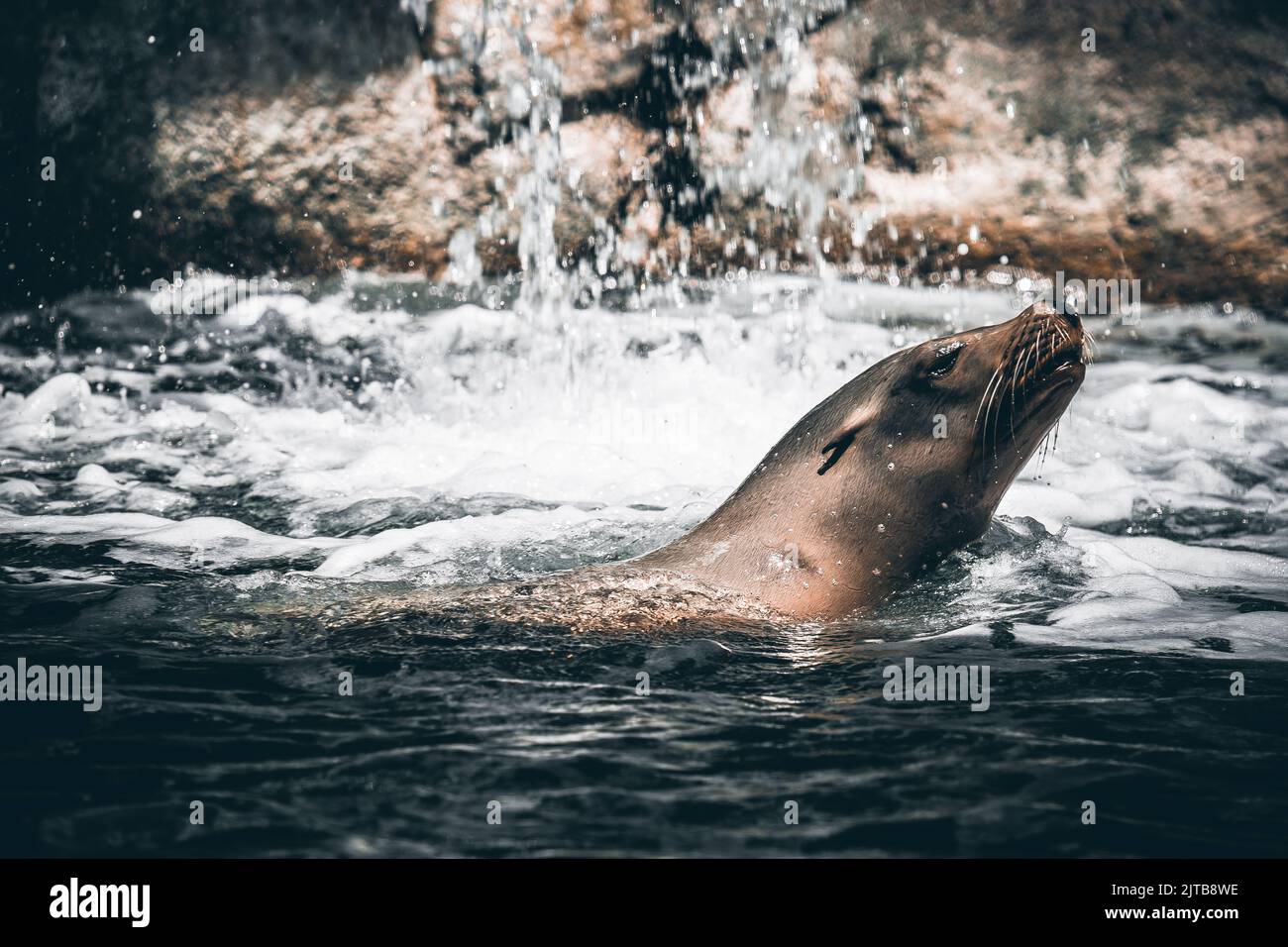 A sea lion swimming in a pool Stock Photo - Alamy