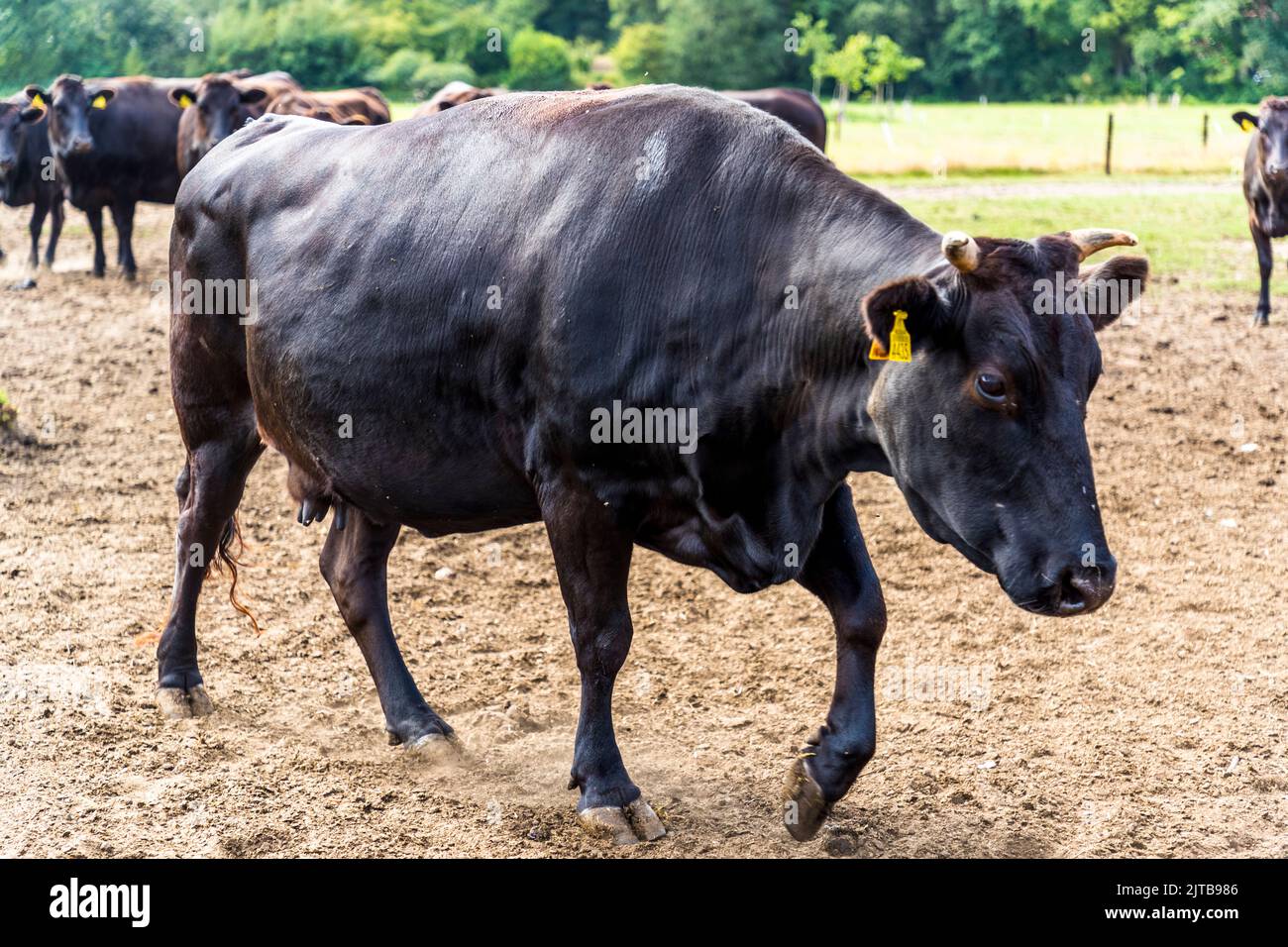 Wagyu cow hi-res stock photography and images - Alamy