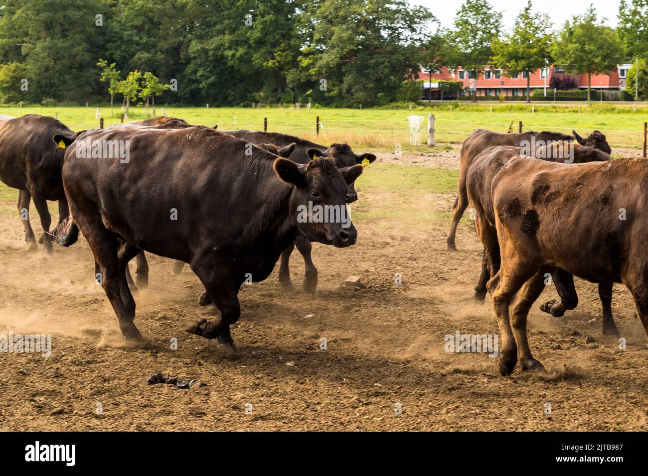 Van horn ranch hi-res stock photography and images - Alamy
