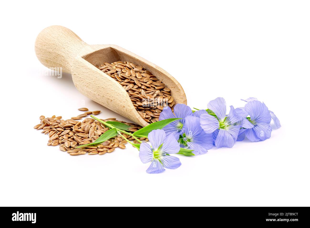 Blue flax flowers and raw flax seeds isolated on white background. Linseed isolated Stock Photo ...