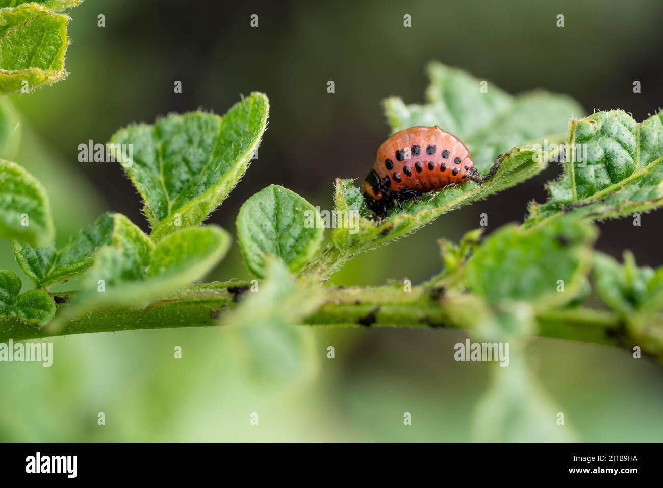 Colorado potato beetle and red larva crawling and eating potato leaves ...
