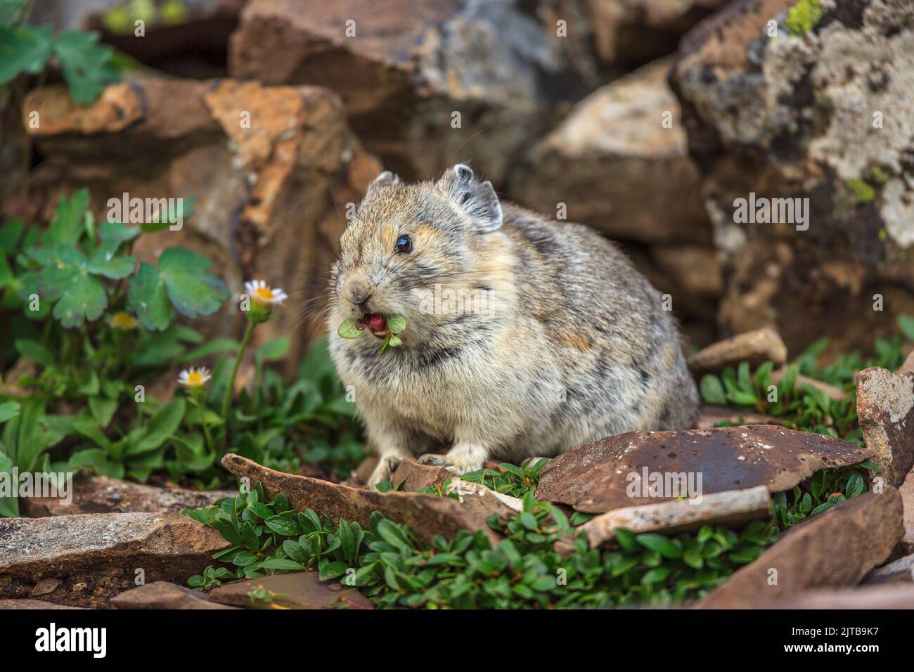 Pika feeding hi-res stock photography and images - Alamy