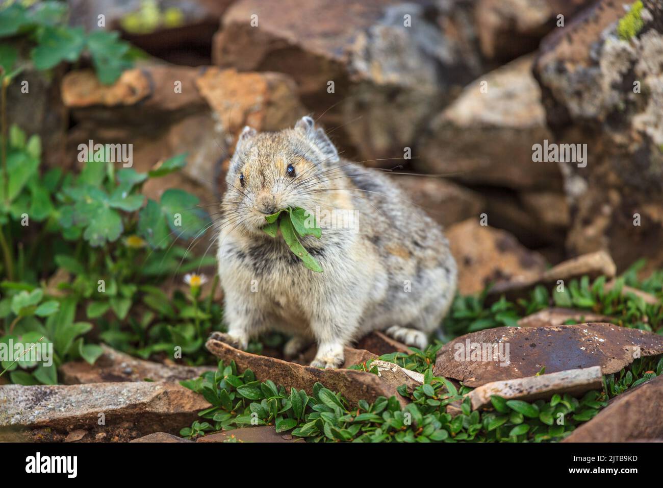 Plants feeding hi-res stock photography and images - Alamy