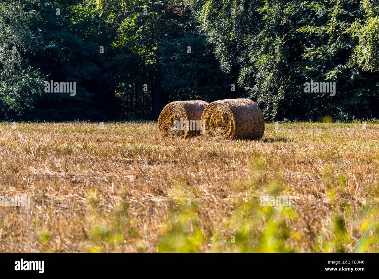 Straw rolls on a stubble field in the forest. Ambt Delden, Netherlands ...