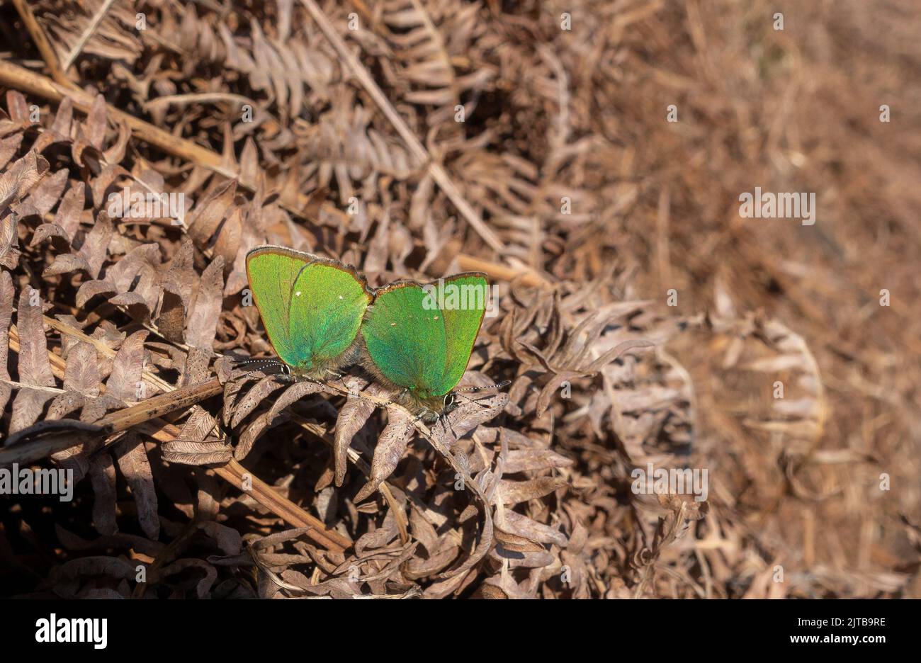 Mating green hairstreak butterflies hi-res stock photography and images ...