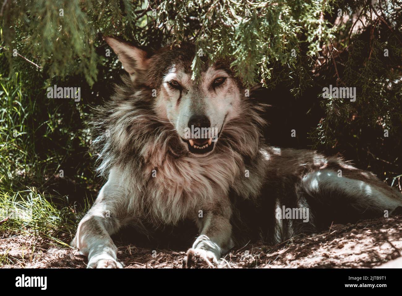 Twilight Embry Wolf Form