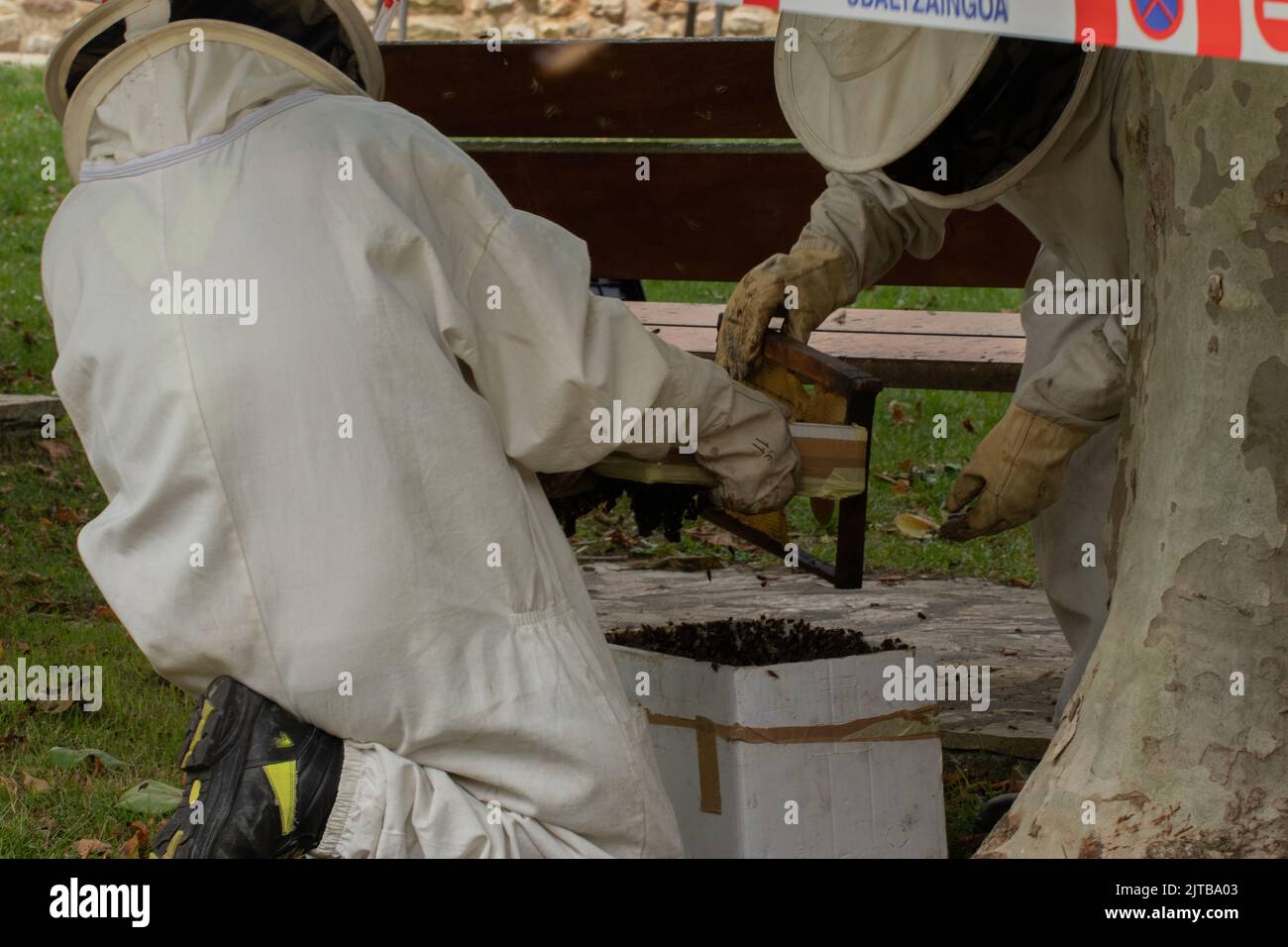 People removing a swarm of bees from a tree in a public park Stock ...