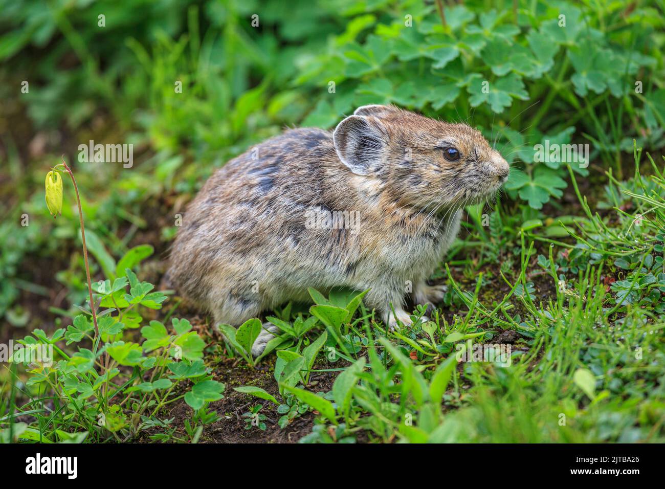 Alpine pika hi-res stock photography and images - Alamy