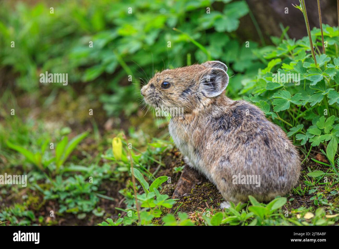 American pika ochotona princeps foraging hi-res stock photography and ...