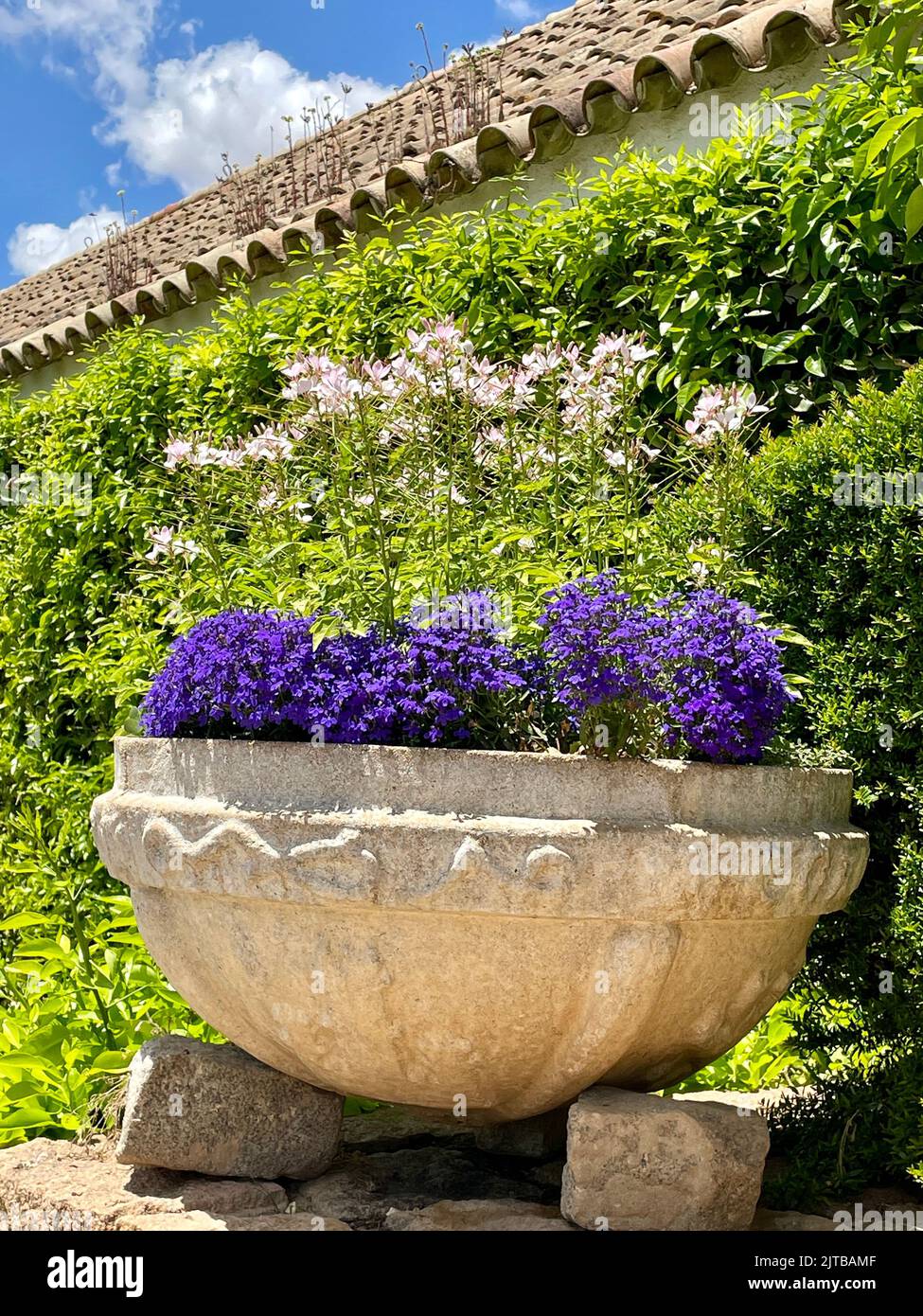 purple lobelias flowers in a big stone plant pot Stock Photo - Alamy