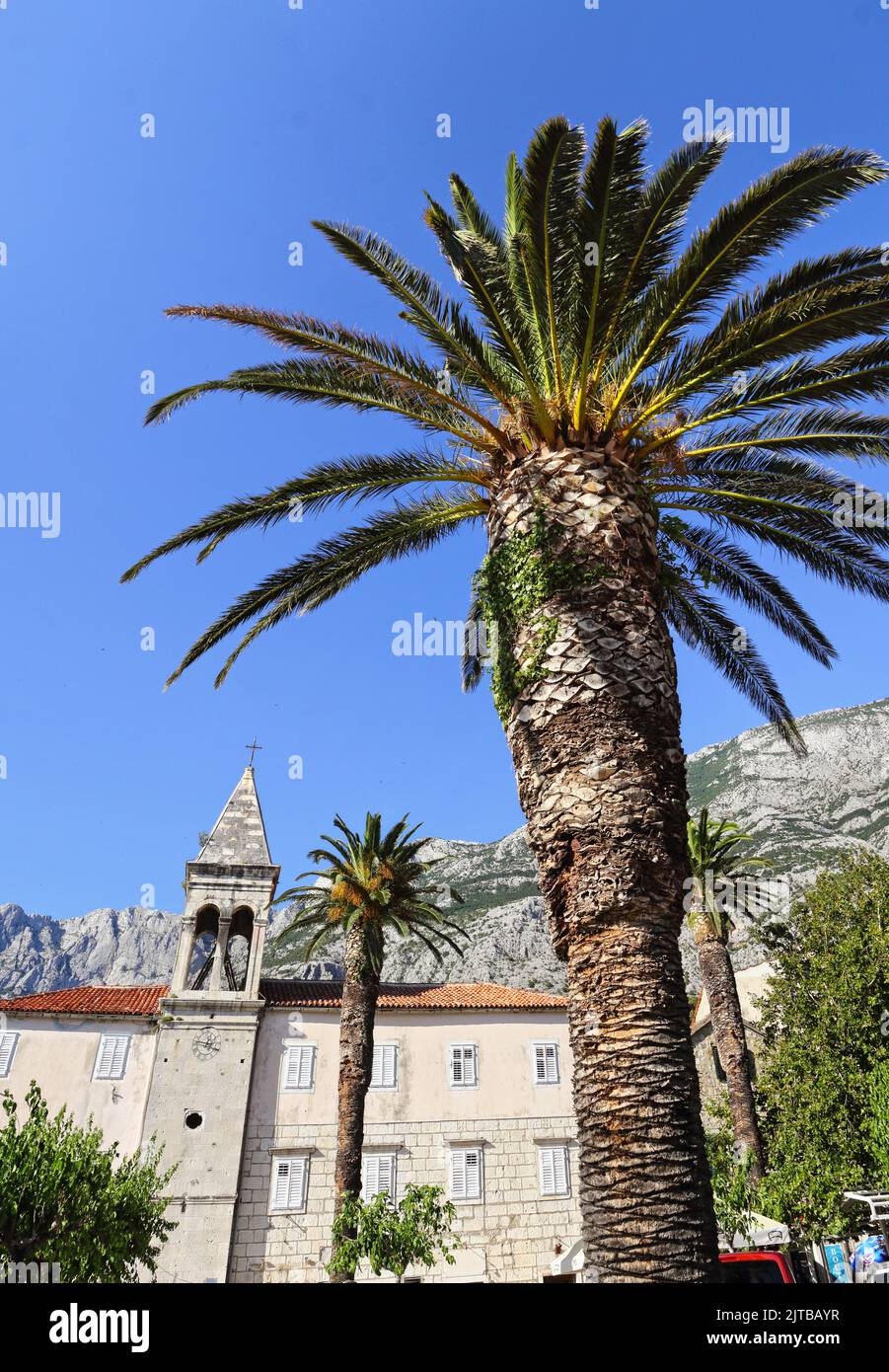 A palm tree outside the castle with a blue sky Stock Photo - Alamy