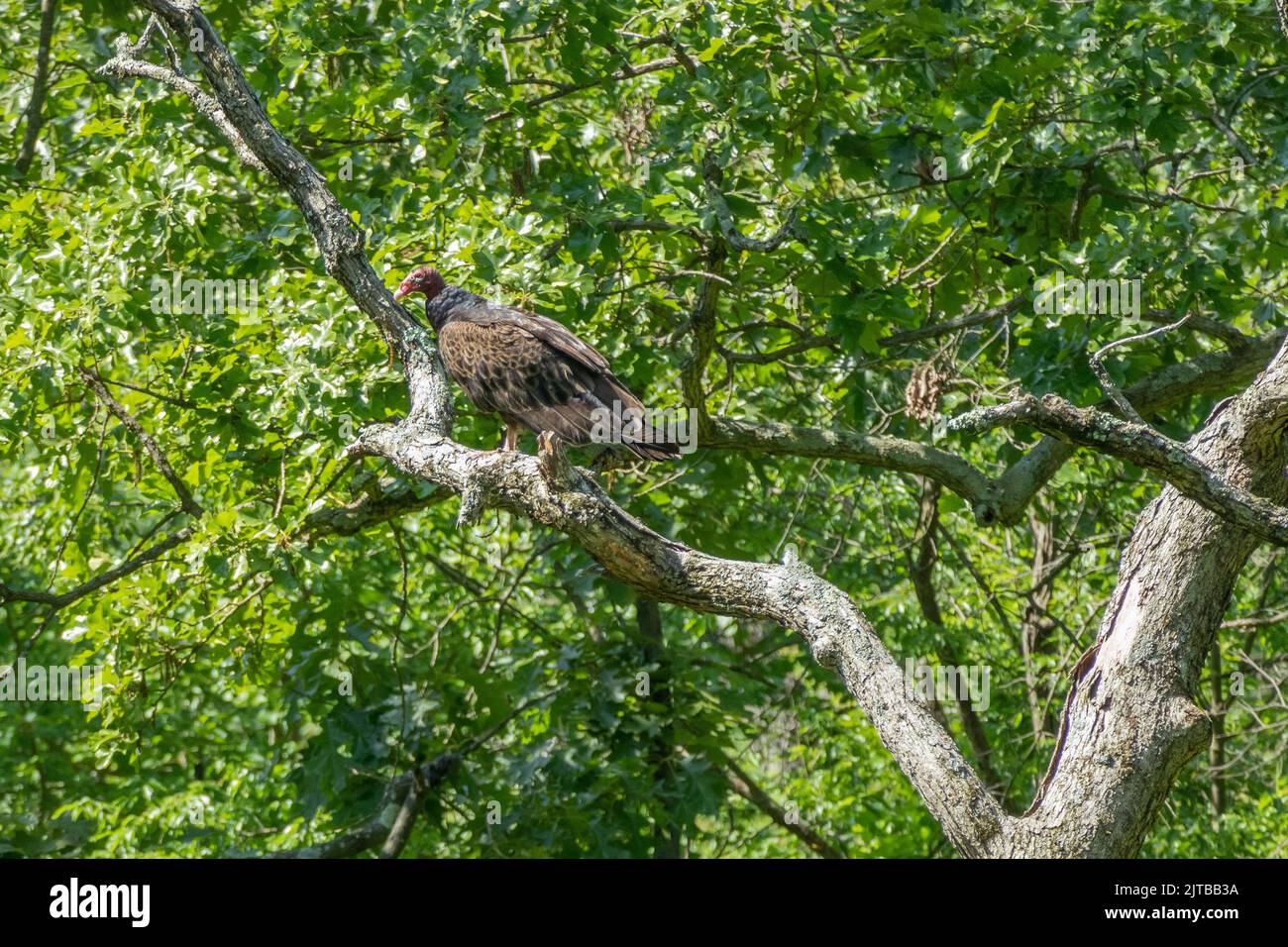 A vulture perched on a tree branch against green leaves background ...