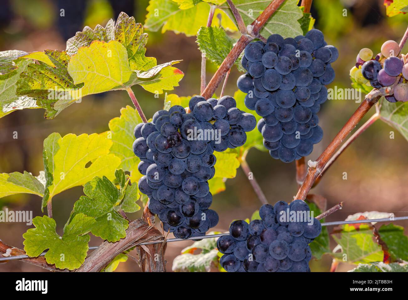 Picturesque blue and big grapes on a vine in back light, Germany Stock ...