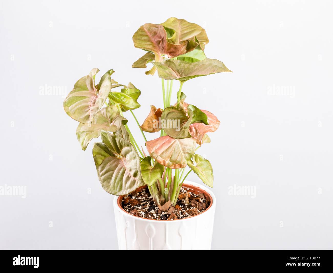 Beautiful pink Syngonium houseplant in white pot over grey background ...