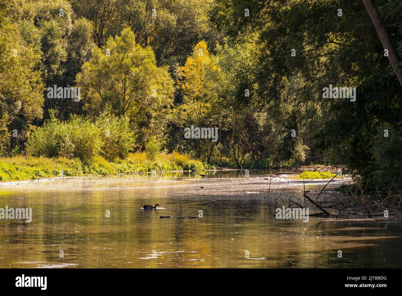 Wild animals like a duck and herons in a lake in a nature park in ...