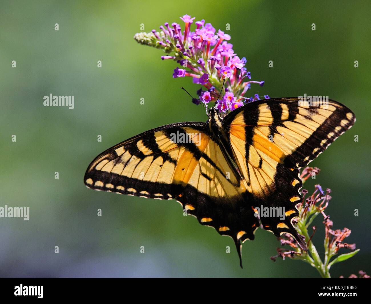 An eastern tiger swallowtail butterfly spreading its wings while ...