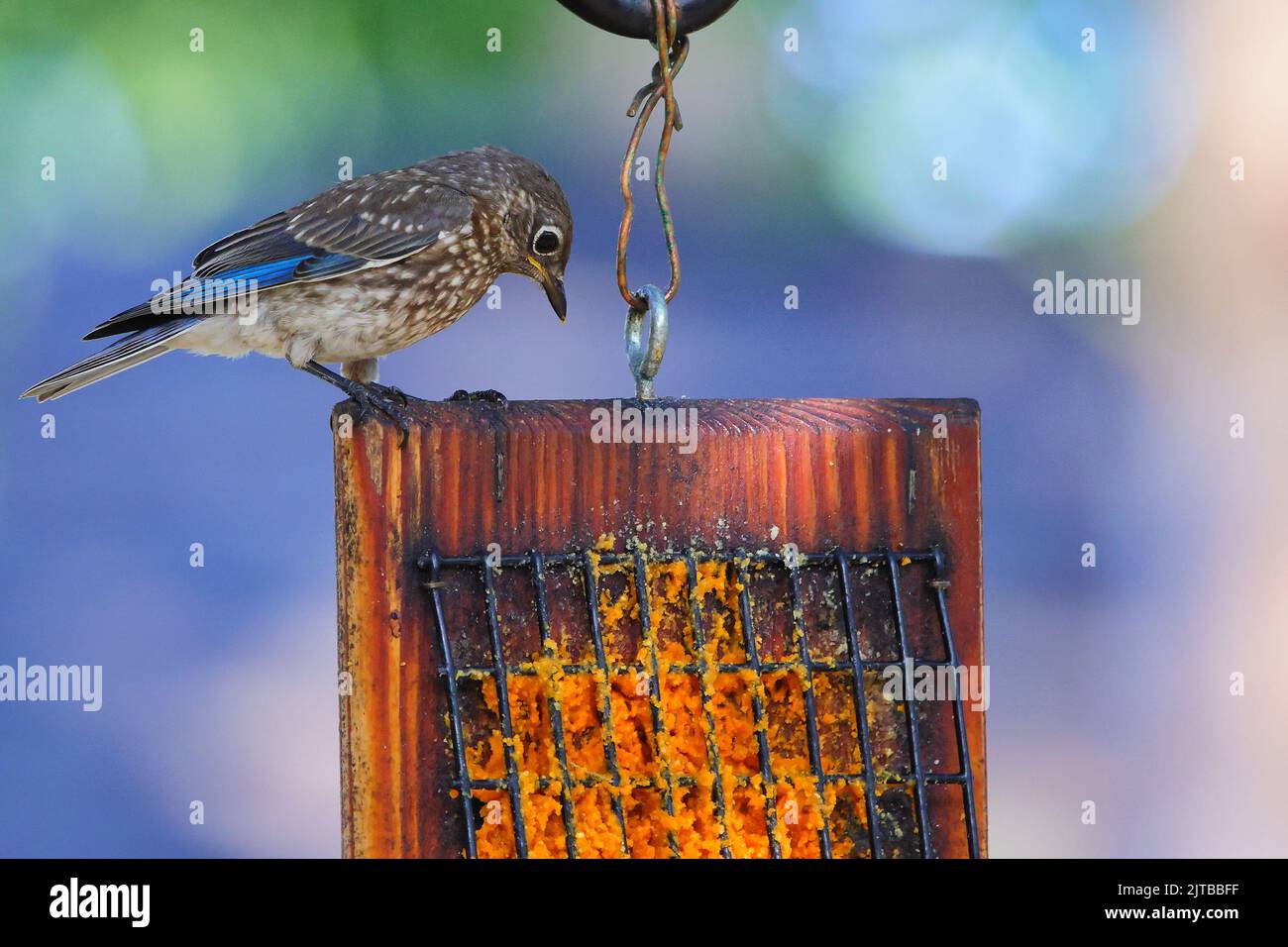 Eastern bluebird standing on hi-res stock photography and images - Alamy