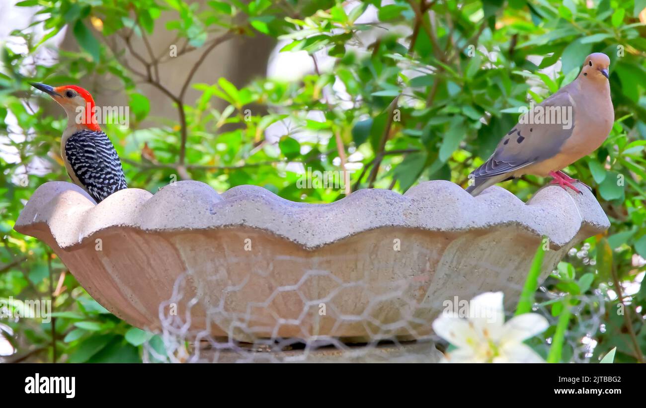 A beautiful shot of red-bellied woodpecker and mourning dove standing ...