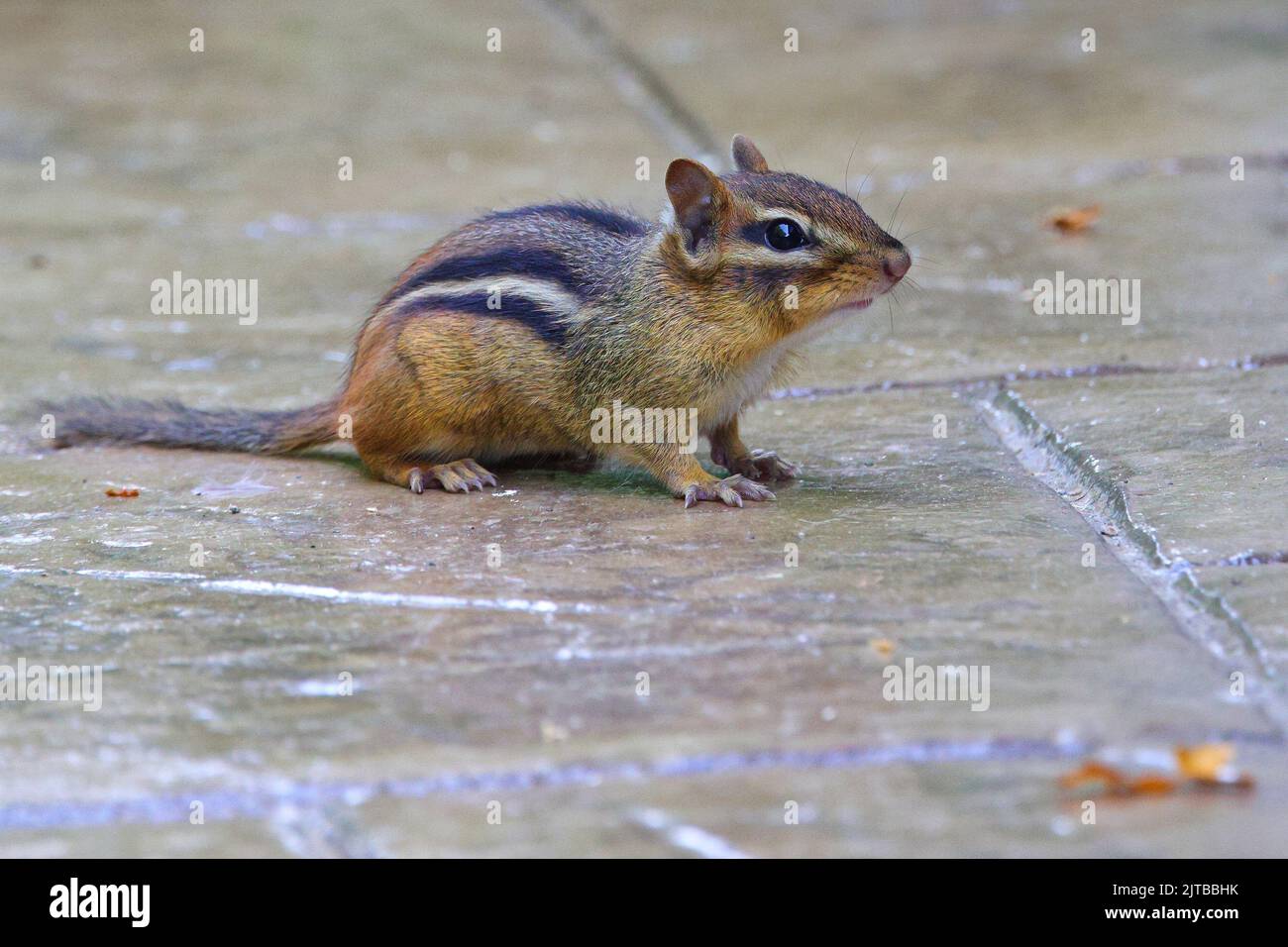 A shallow focus shot of an eastern chipmunk standing on a tile floor ...