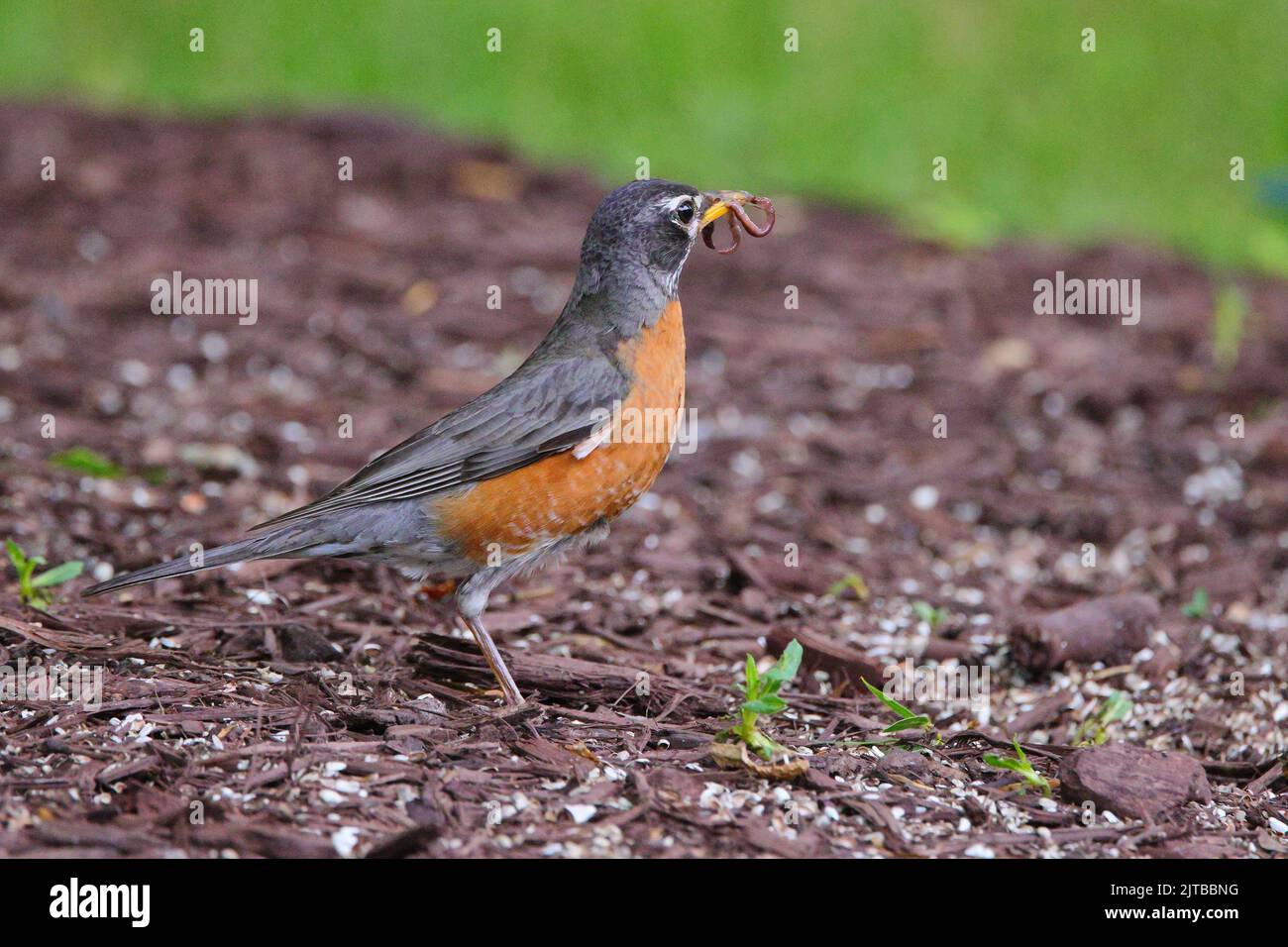 An American robin bird standing on the garden ground with a worm in its ...