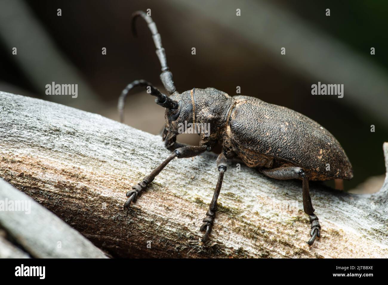 Long-horned weaver beetle (Lamia textor) on a dry tree trunk in a pine ...