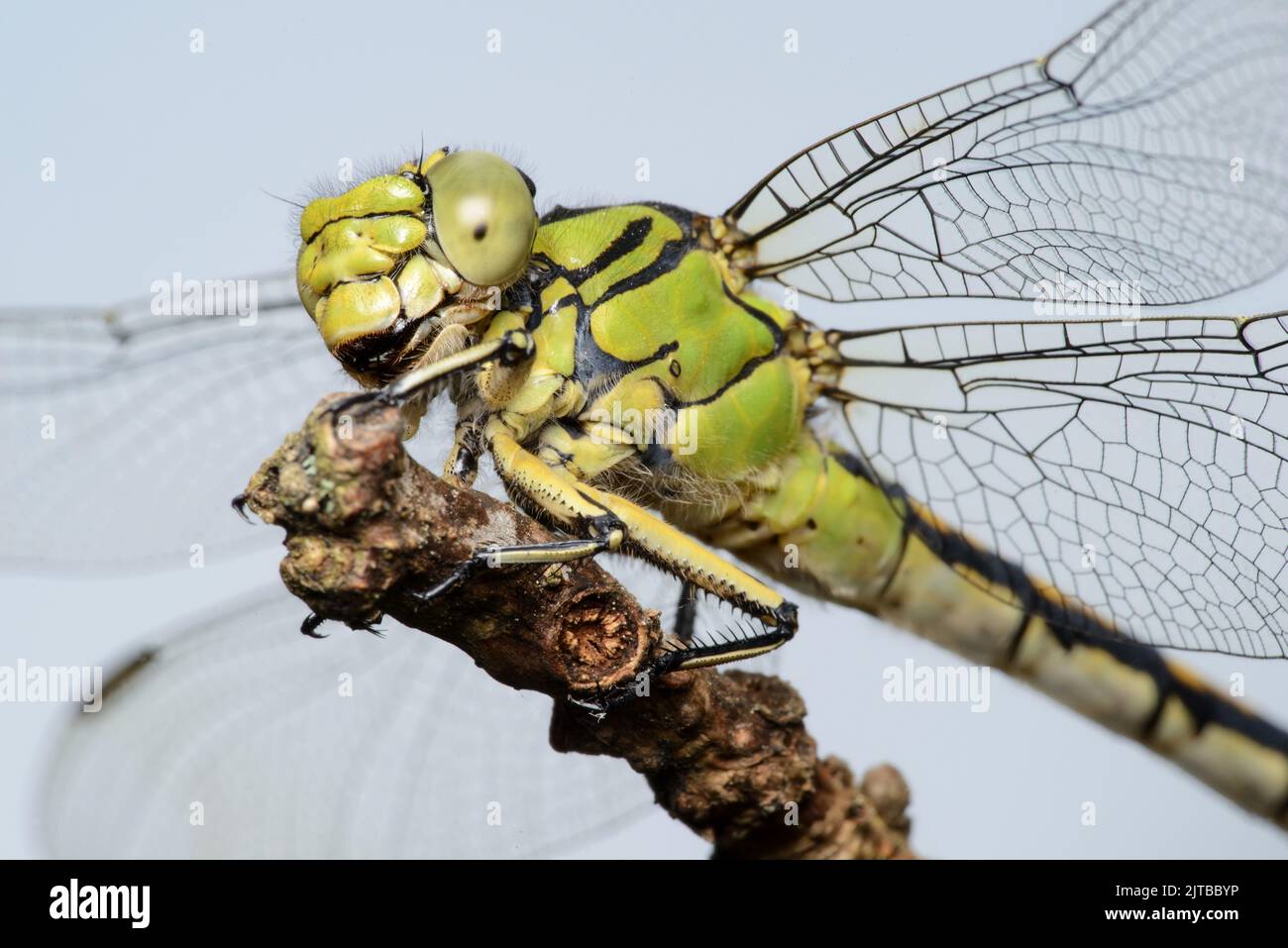 Large green dragonfly female green snaketail (Ophiogomphus cecilia) on ...