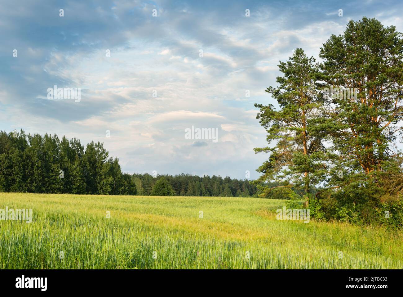 Pastoral village landscape in Belarus with dramatic sky and cereal ...