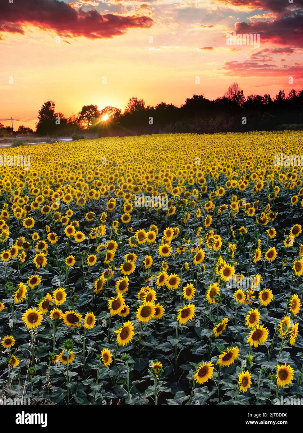 Field of sunflowers in a middle summer sunset Stock Photo - Alamy