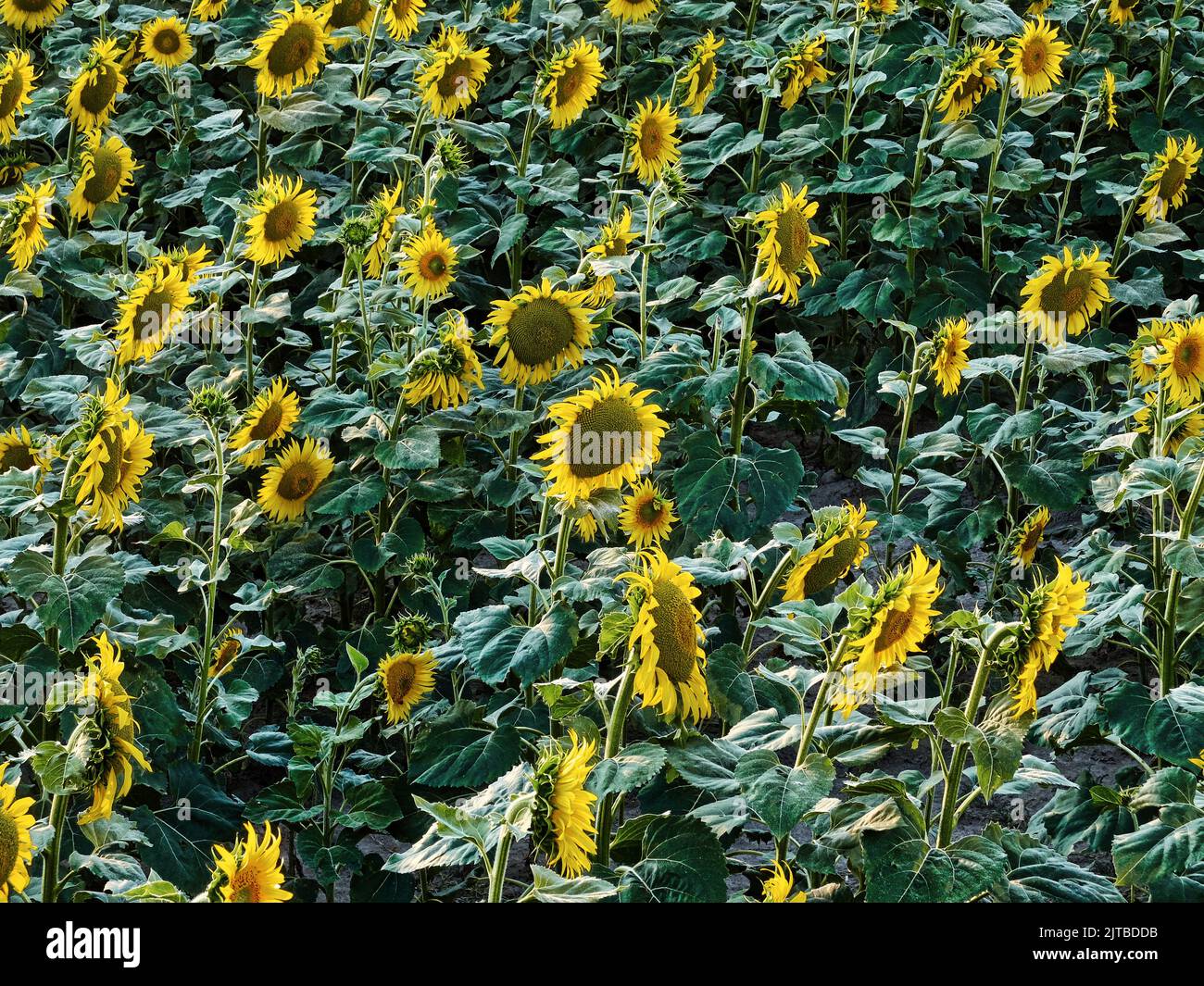 Field of sunflowers in the middle of summer Stock Photo - Alamy