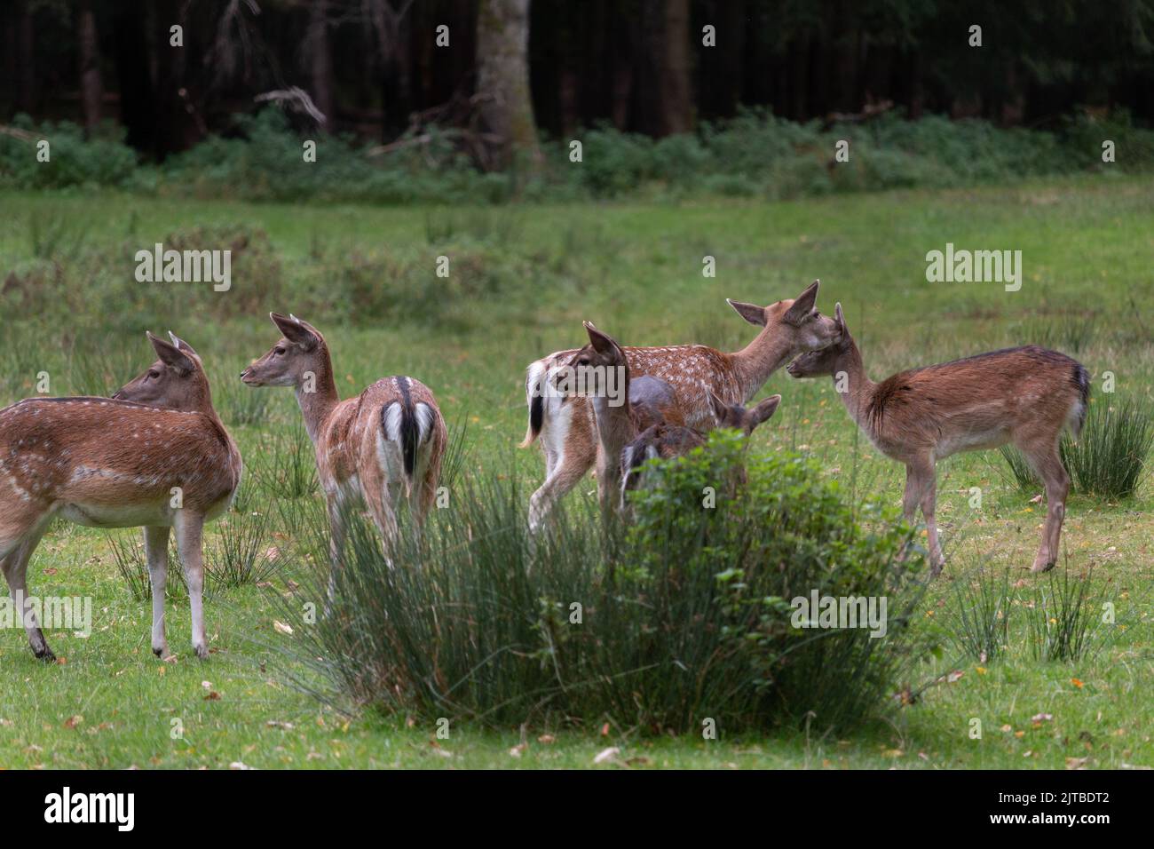 Field herd fallow deer hi-res stock photography and images - Alamy
