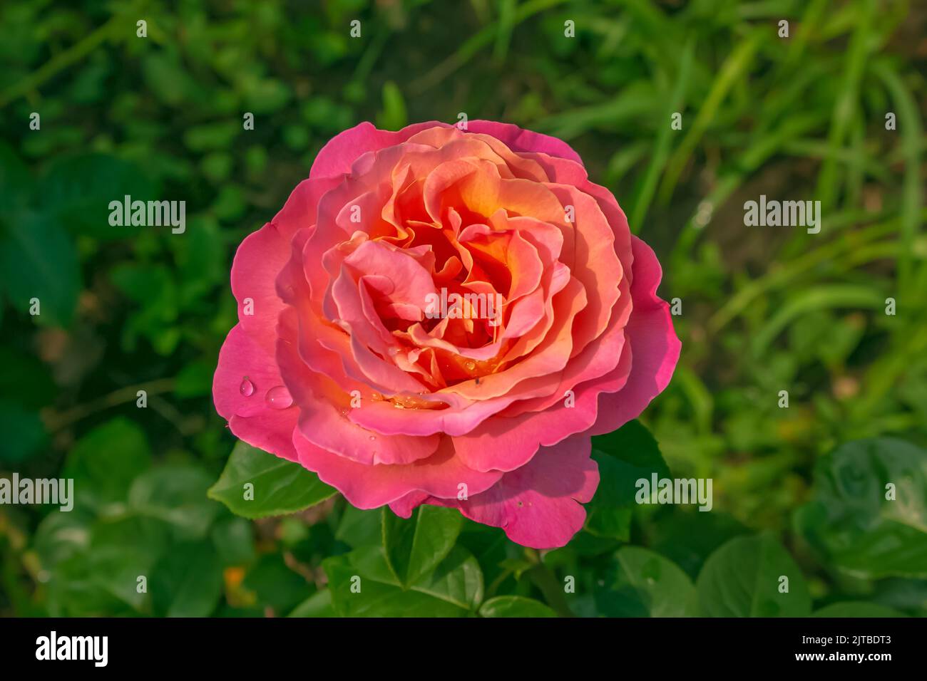 Beautiful bright rose in the garden. Close-up of a beautiful rose ...