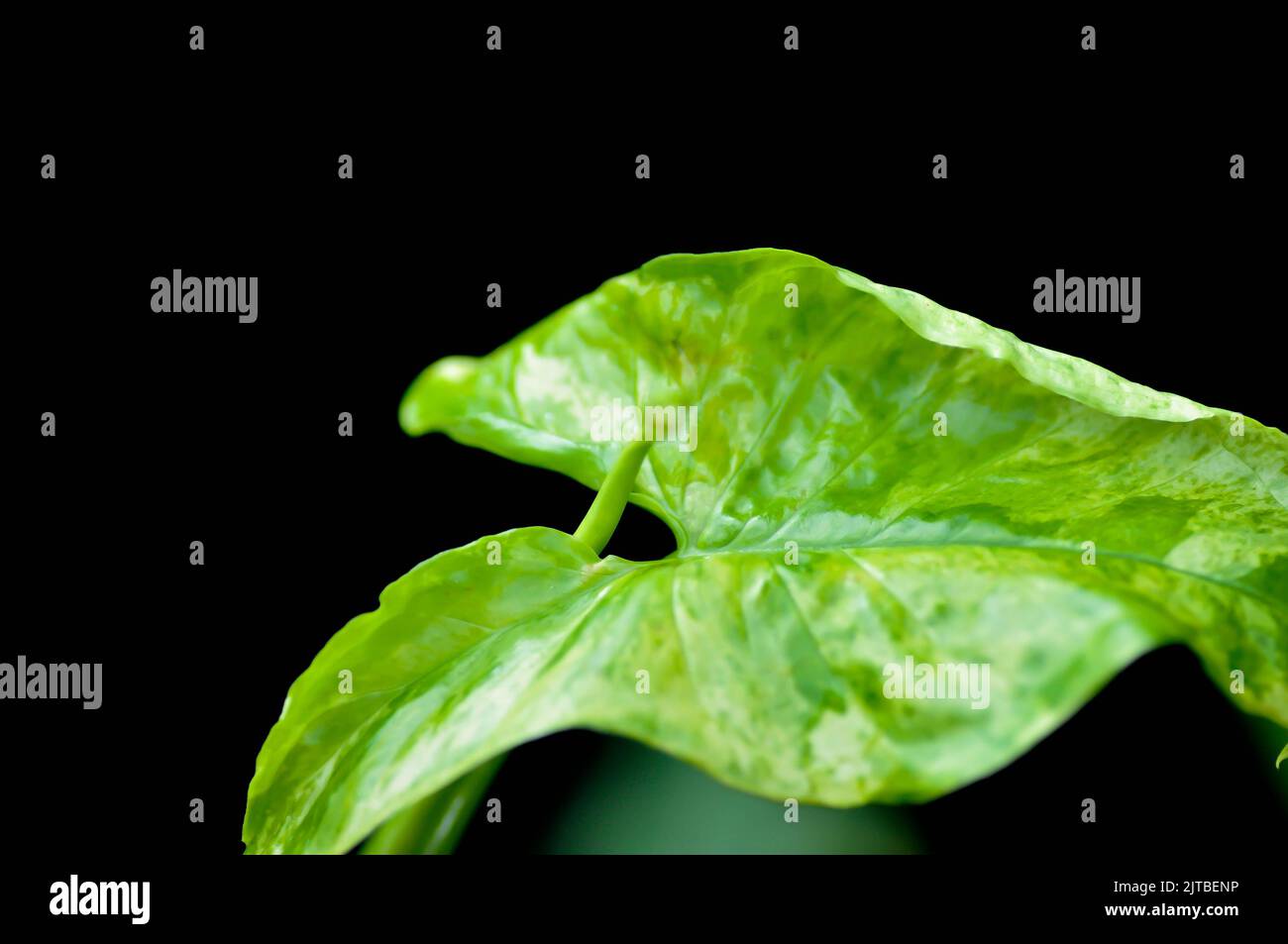 Syngonium podophyllum, Arrowhead Vine or Goosefoot Plant or Araceae or ...