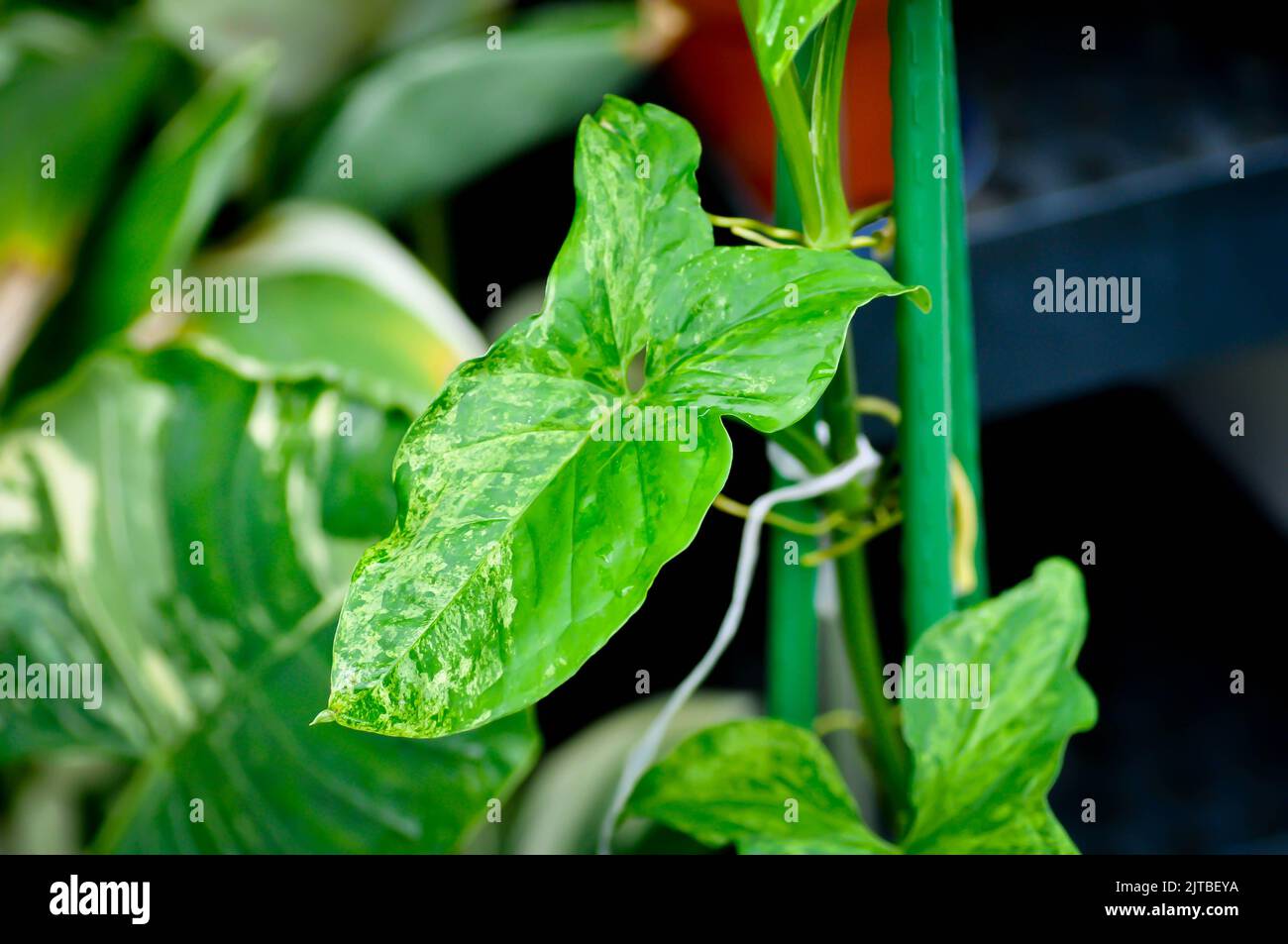 Syngonium podophyllum, Arrowhead Vine or Goosefoot Plant or Araceae or ...