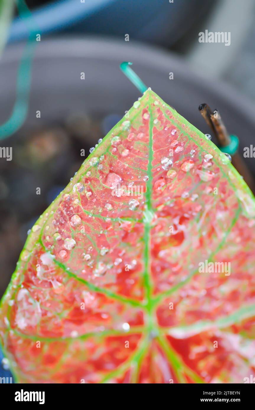 Caladium, Caladium Bicolor Vent or Caladium bicolor or pink caladium or ...