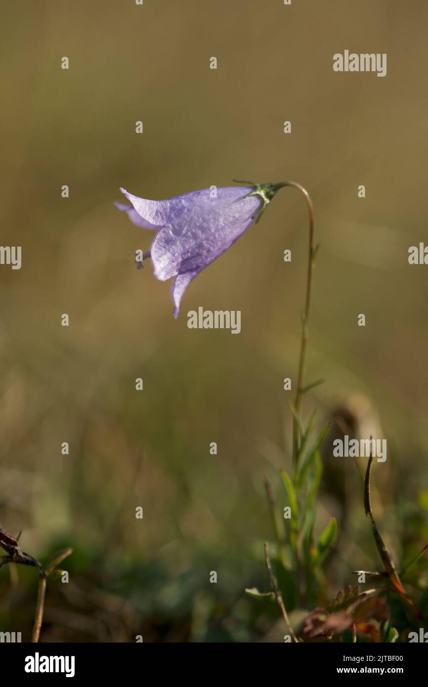 Common harebell flower in UK chalk grassland Stock Photo - Alamy