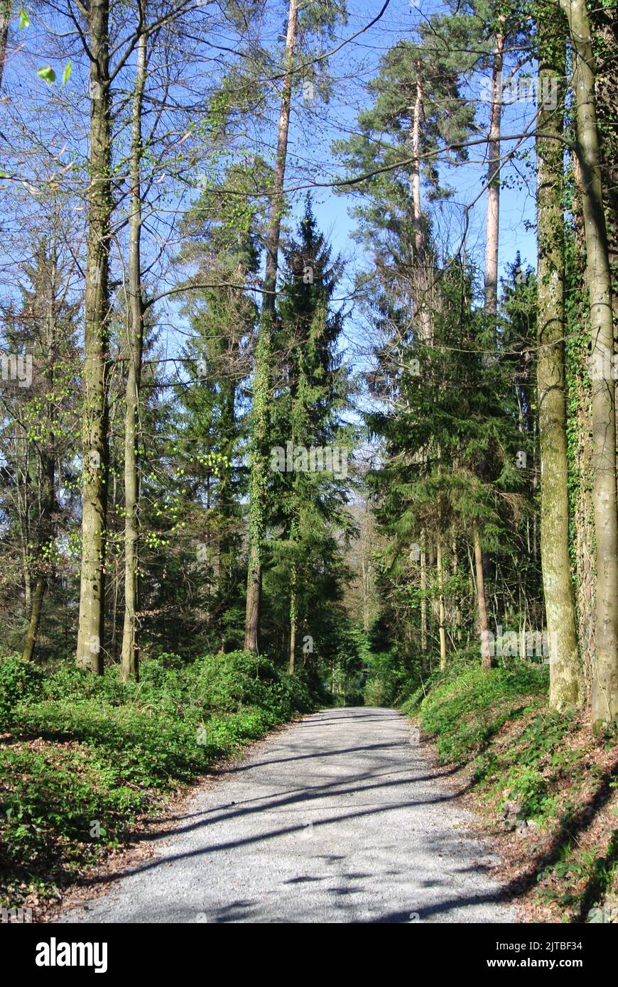 A vertical shot of a path between trees in a green garden during a ...