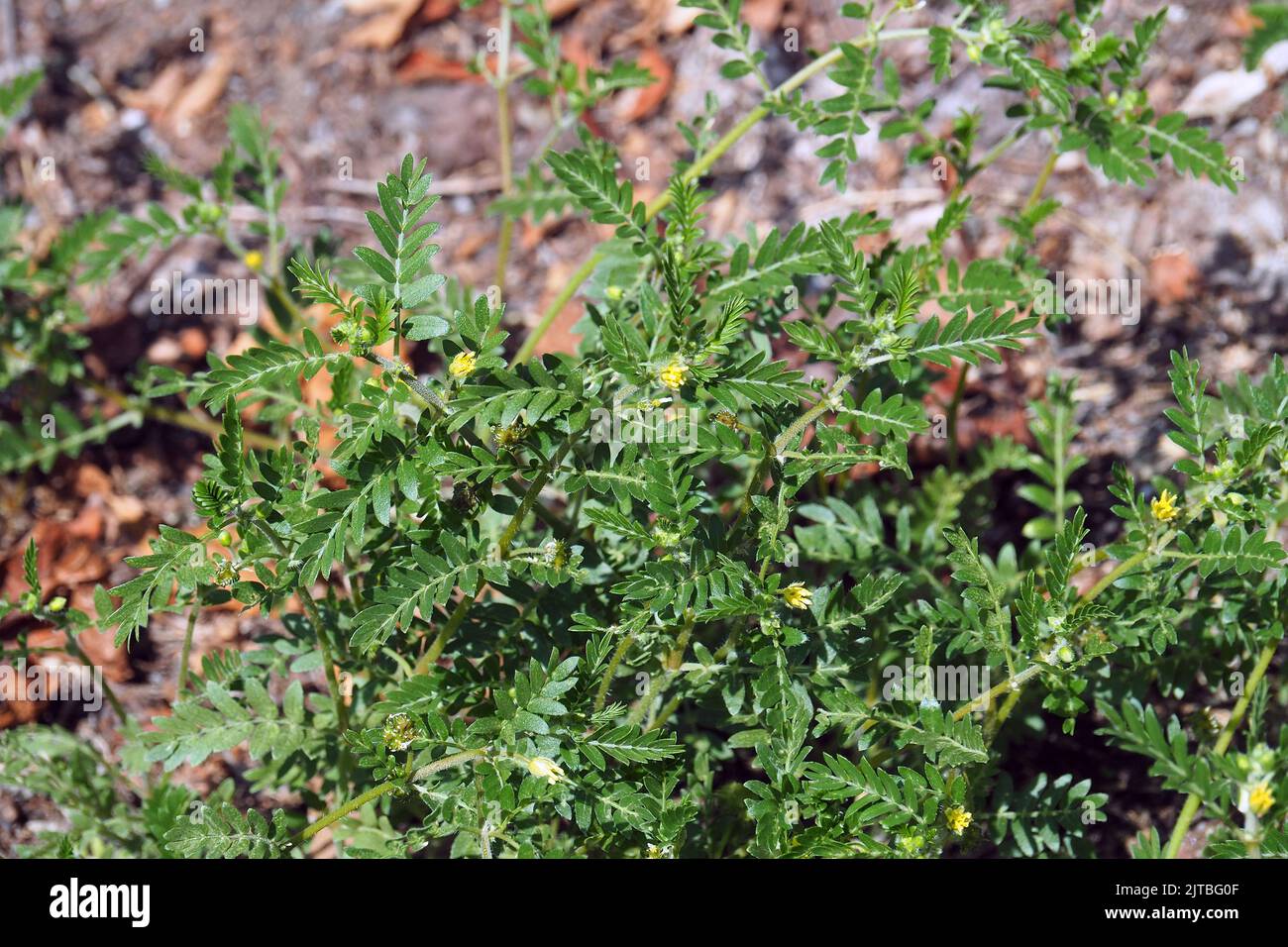 Flora terrestre hi-res stock photography and images - Alamy