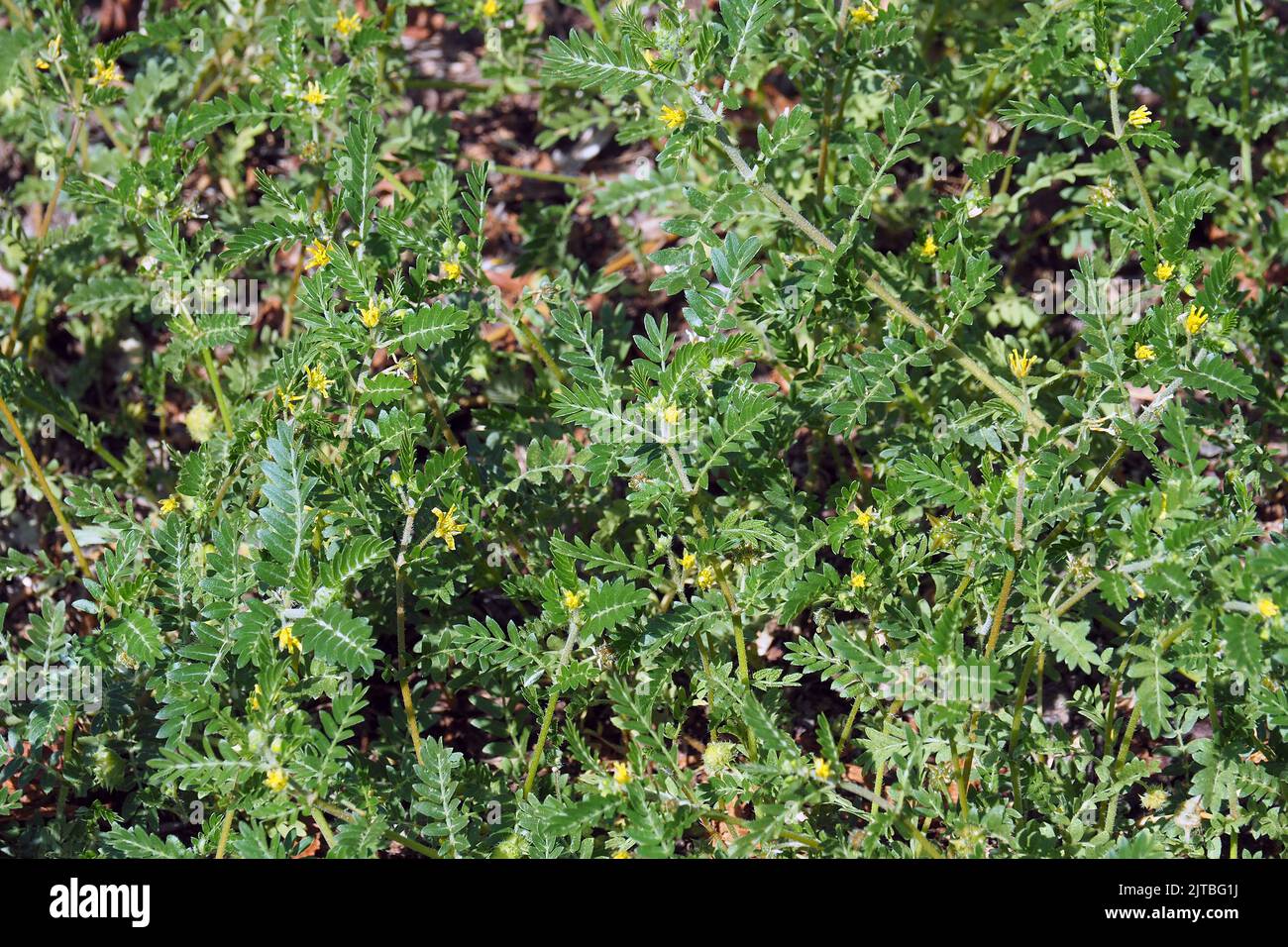 Flora terrestre hi-res stock photography and images - Alamy