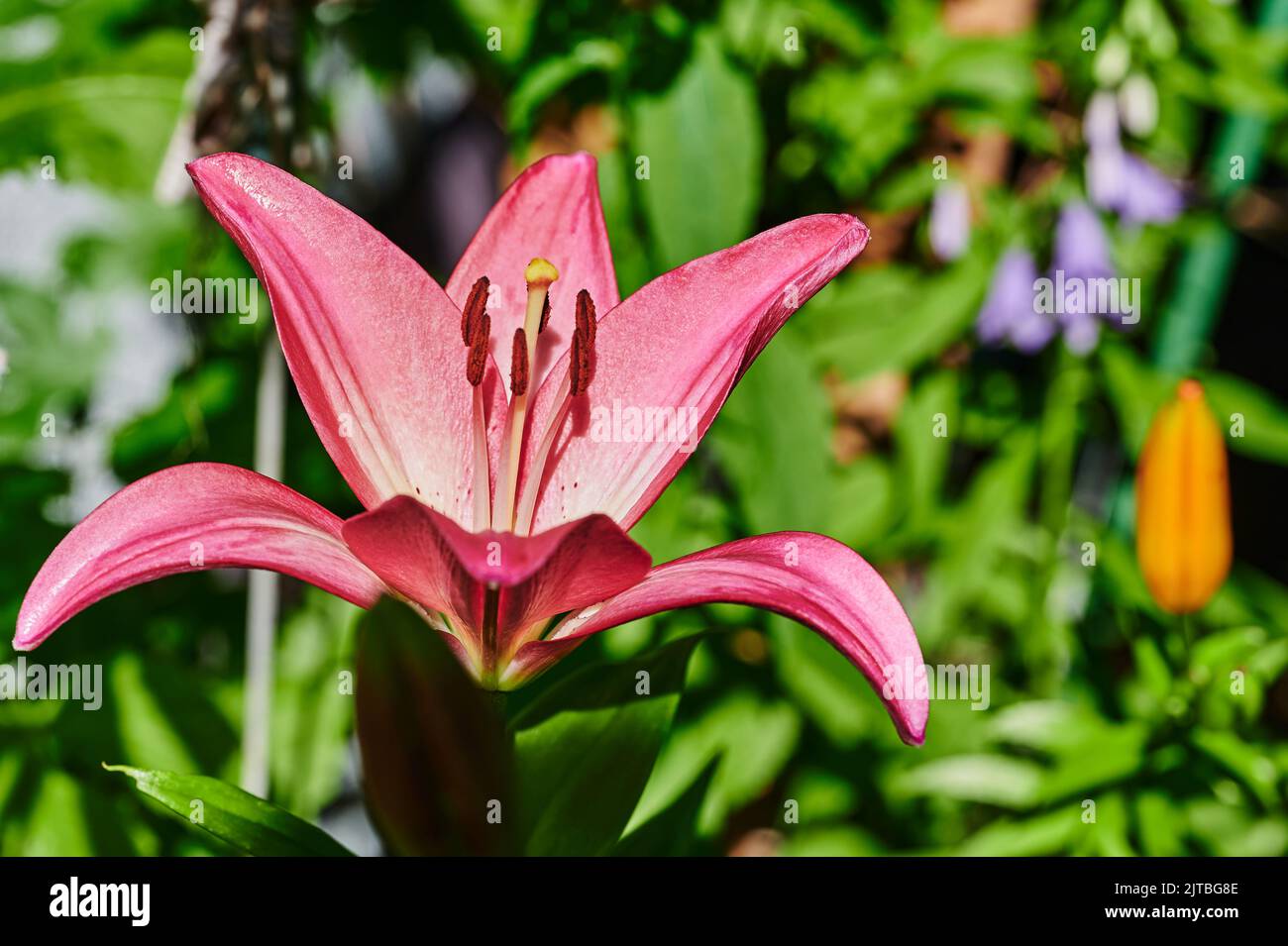 Close-up from the blossom of a pink lily (Lilium Bulbiferum Stock Photo ...