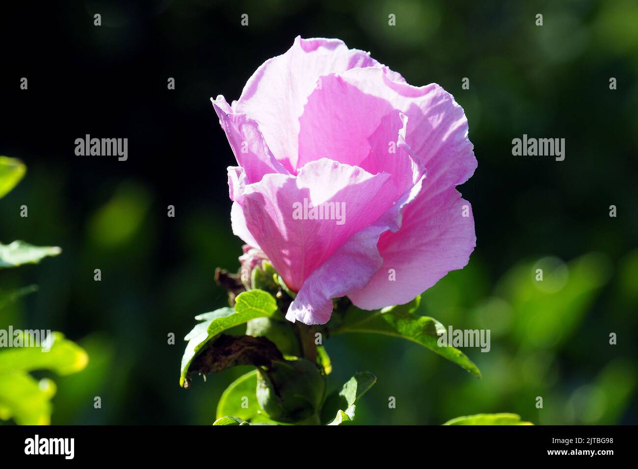 Korean rose, Syrian ketmia, shrub althea, rose mallow, Straucheibisch ...