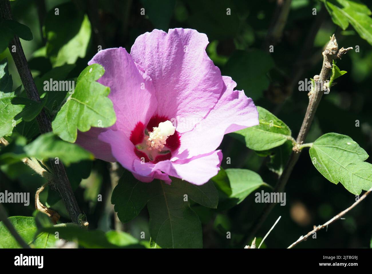 Korean rose, Syrian ketmia, shrub althea, rose mallow, Straucheibisch ...
