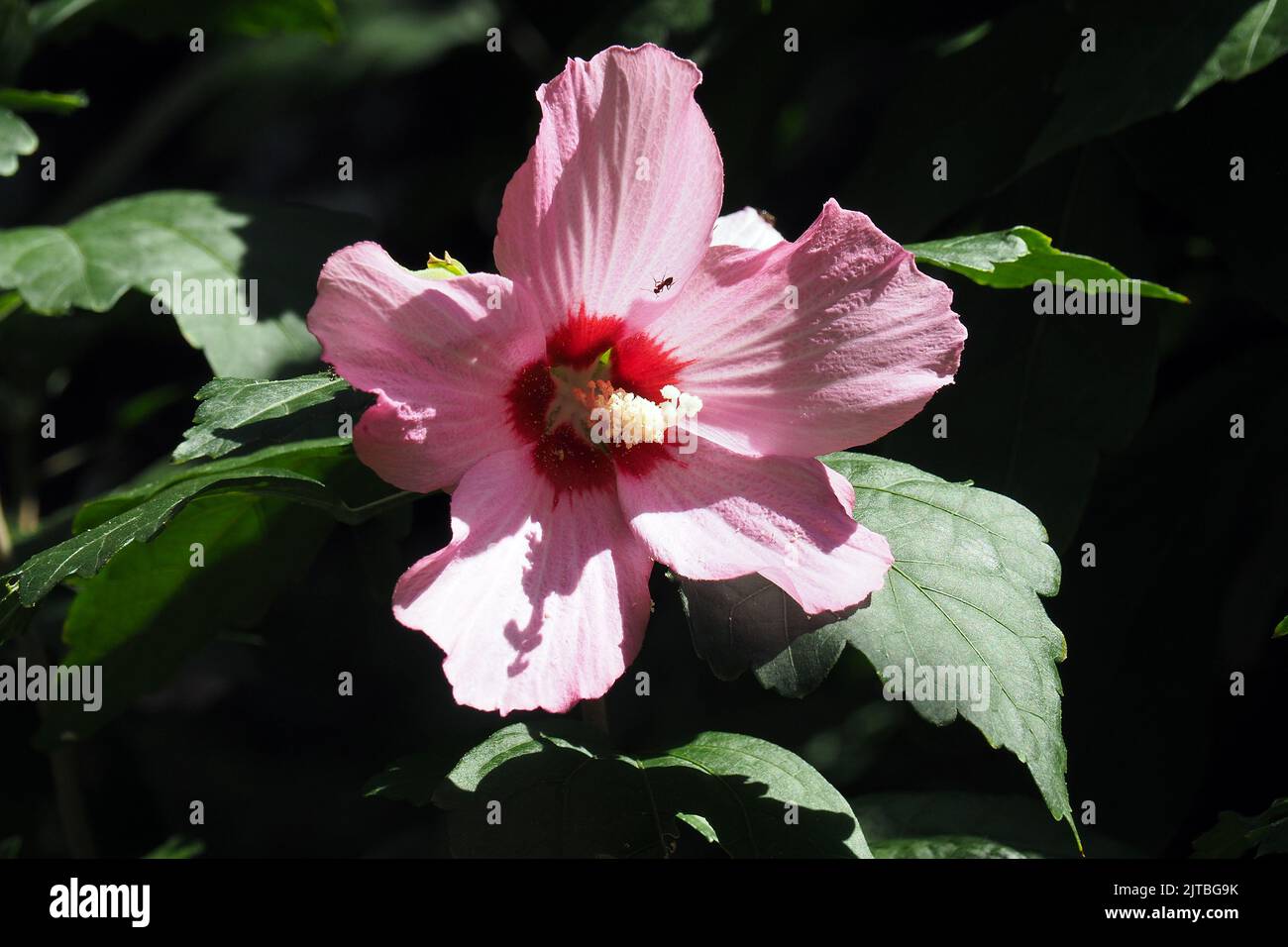 Korean rose, Syrian ketmia, shrub althea, rose mallow, Straucheibisch ...