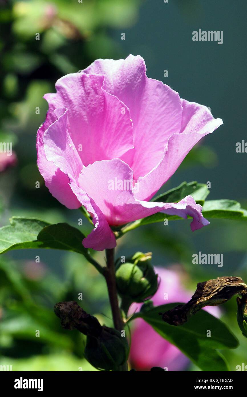 Korean rose, Syrian ketmia, shrub althea, rose mallow, Straucheibisch ...
