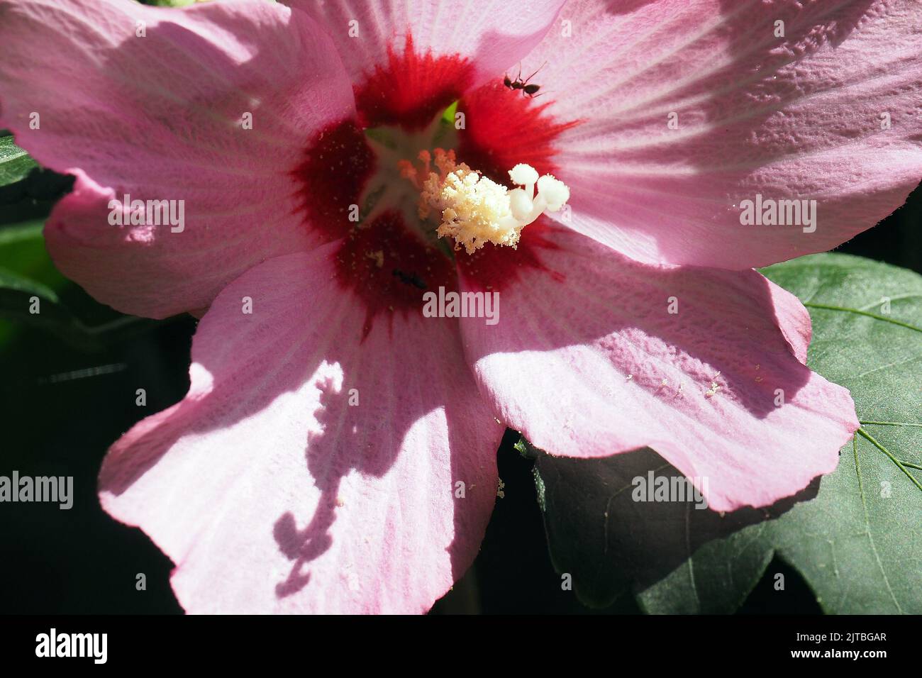 Korean rose, Syrian ketmia, shrub althea, rose mallow, Straucheibisch ...