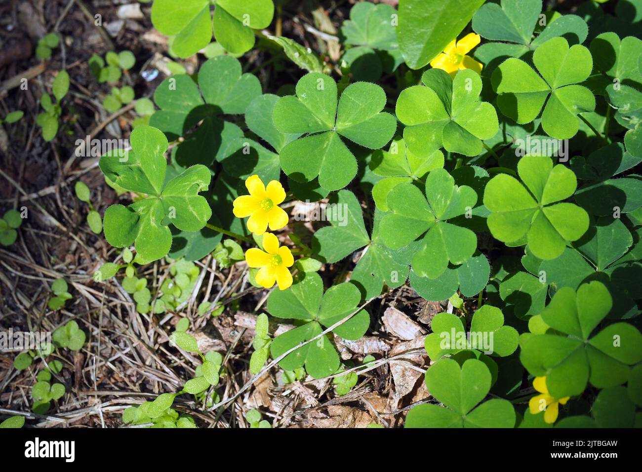 southern wood-sorrel, slender yellow woodsorrel, Dillenius-Sauerklee ...